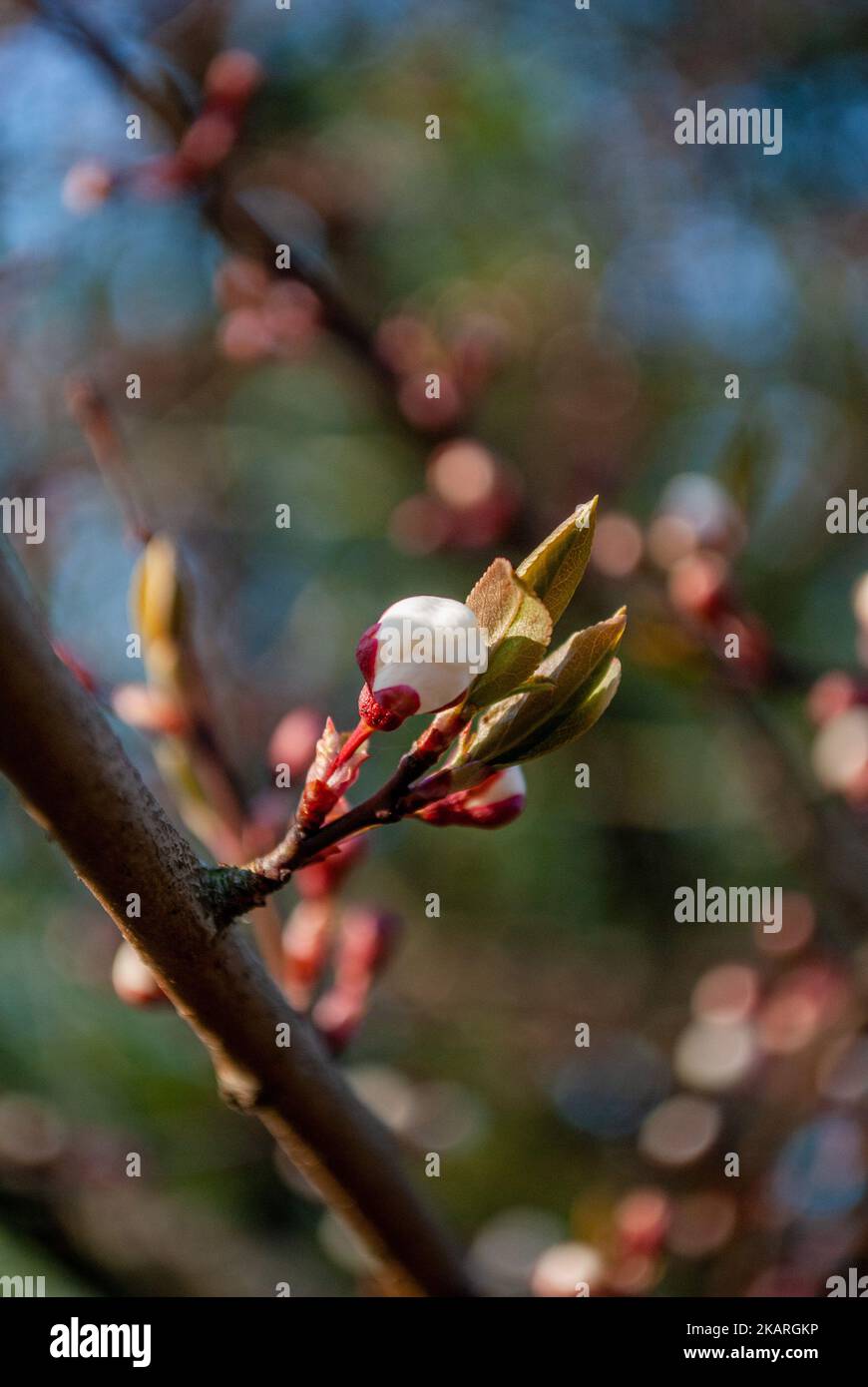 A closeup of a tree with buds in a spring garden against a blurred ...