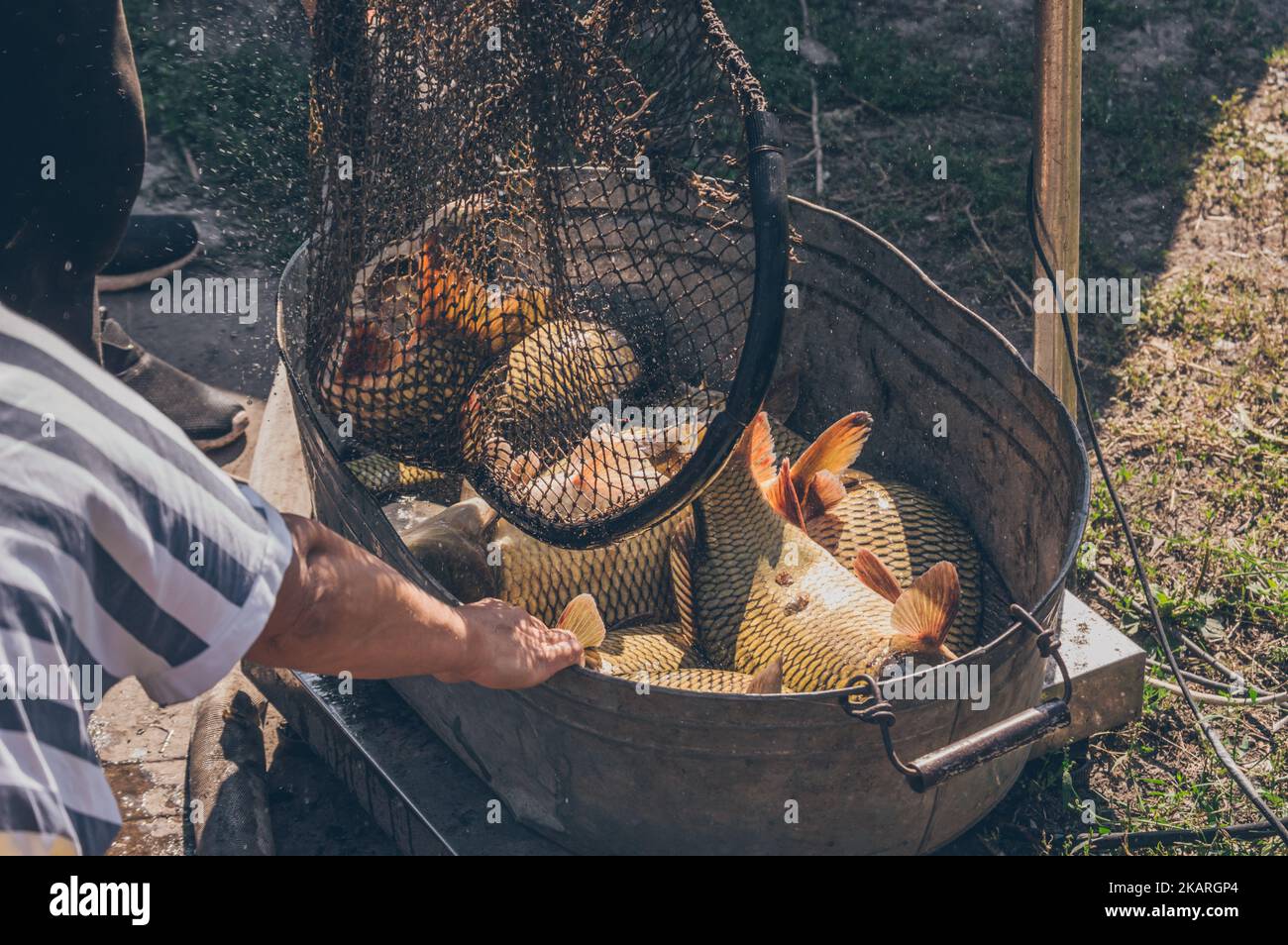 Shiny large carp fish unloaded from net jumping into iron basin Stock ...