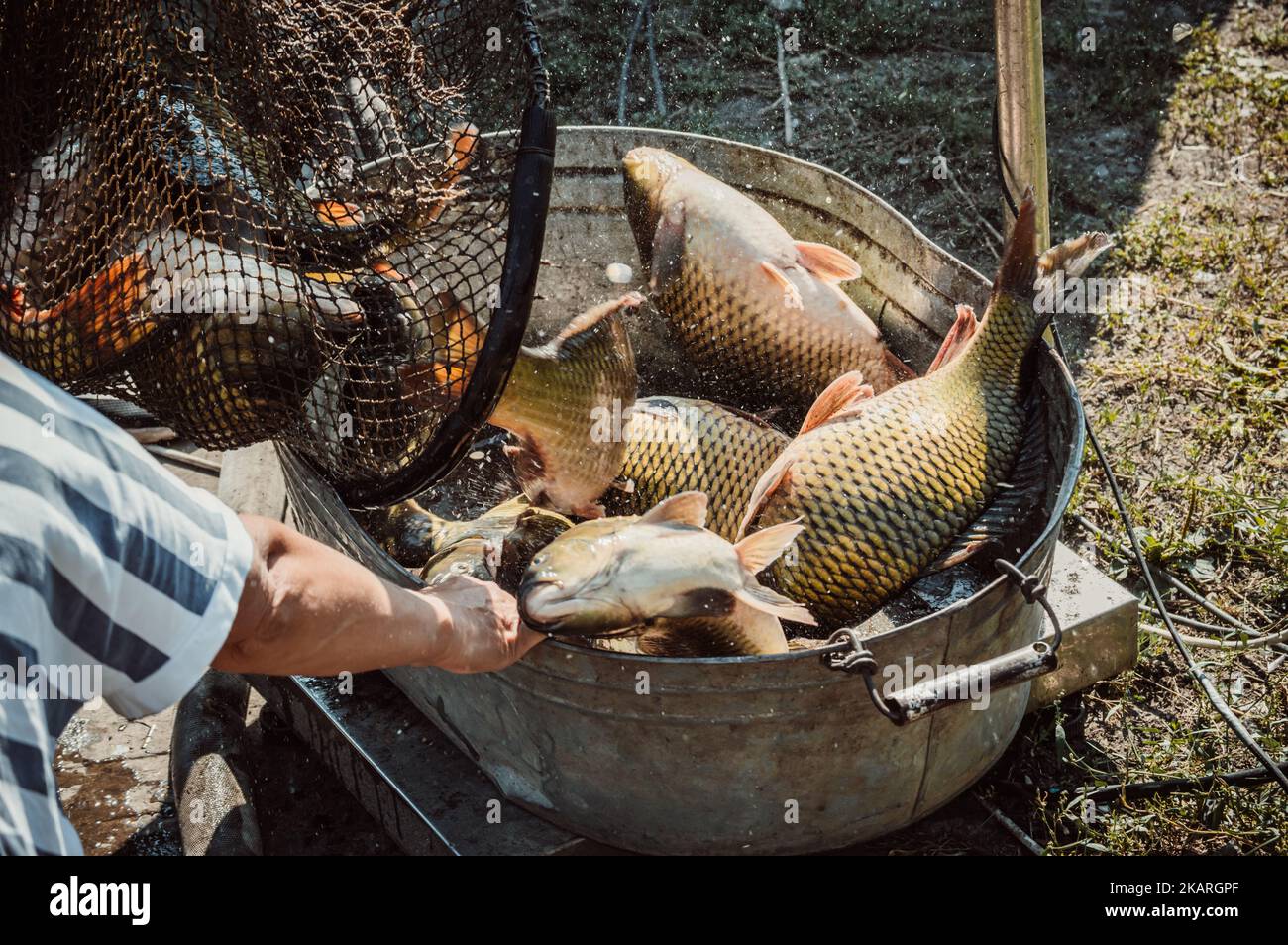 Shiny large carp fish unloaded from net jumping into iron basin Stock ...