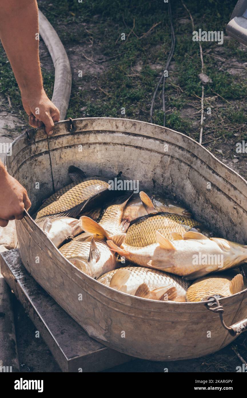 Shiny large carp fish glitters in iron basin Stock Photo - Alamy