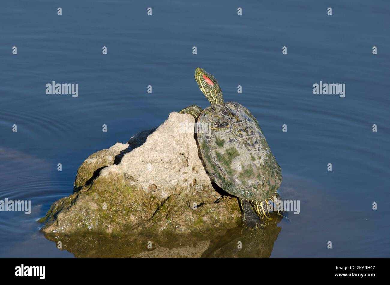 Red-eared slider, Trachemys scripta elegans, basking on rock Stock ...