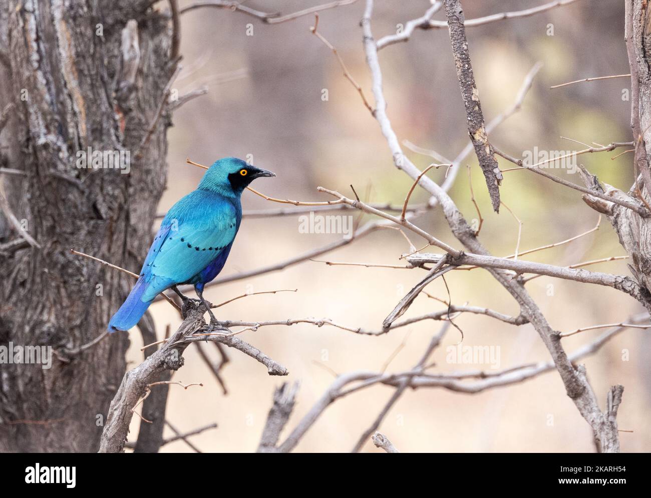 One Greater blue-eared starling or greater blue-eared glossy-starling ...