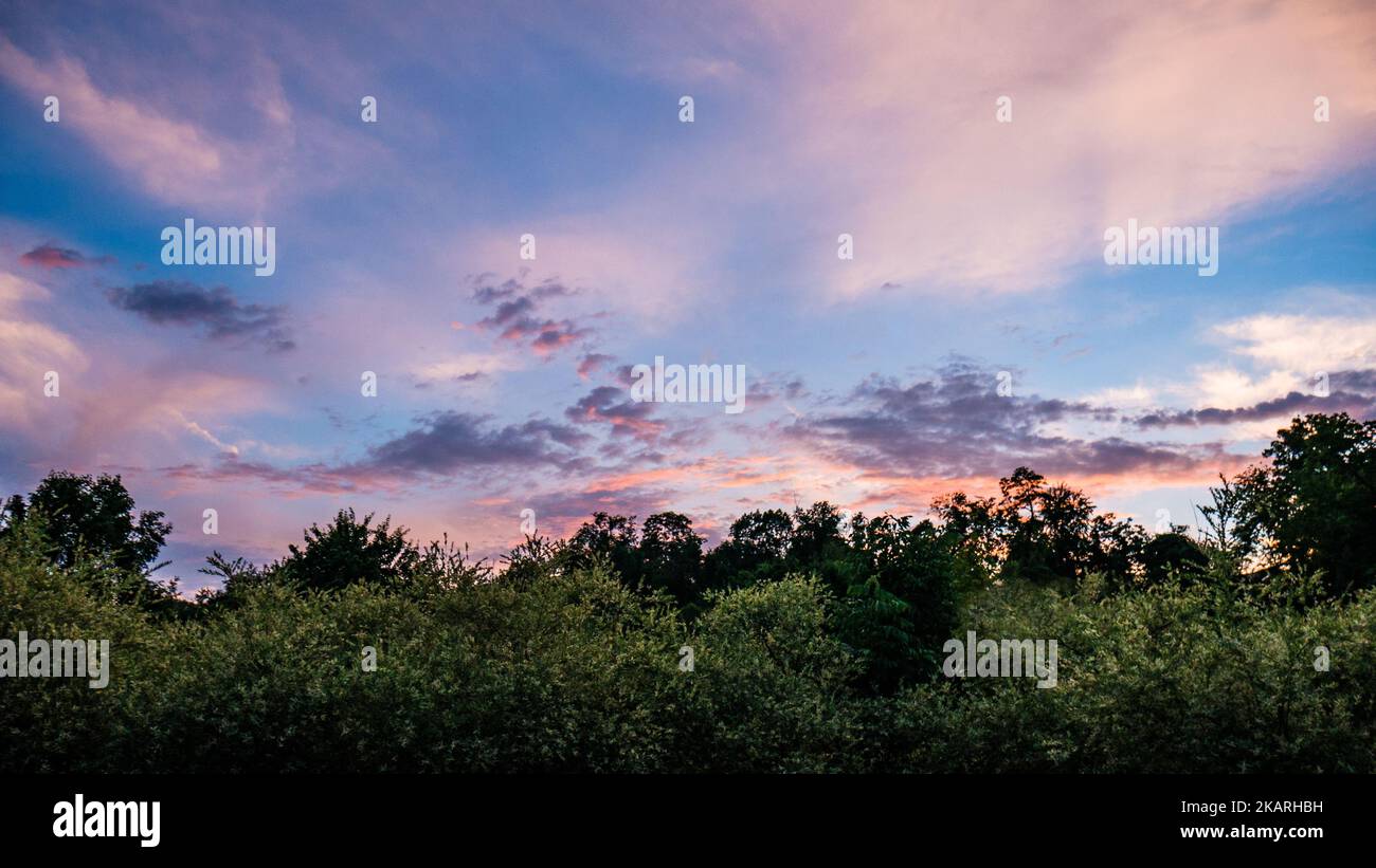 A beautiful shot of trees with a background of a cloudy sky Stock Photo ...