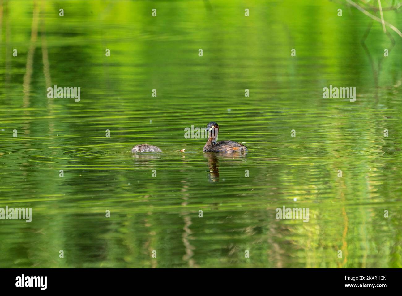 A close-up shot of two ducks in the water and one sinking its head ...