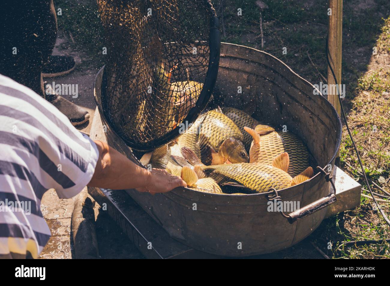 Shiny large carp fish unloaded from net jumping into iron basin Stock ...