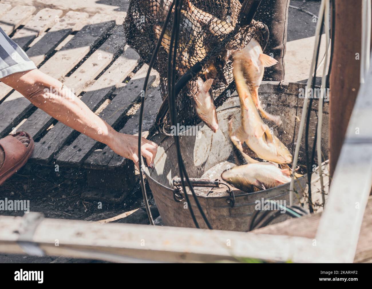 Shiny large carp fish unloaded from net into iron basin with drops ...