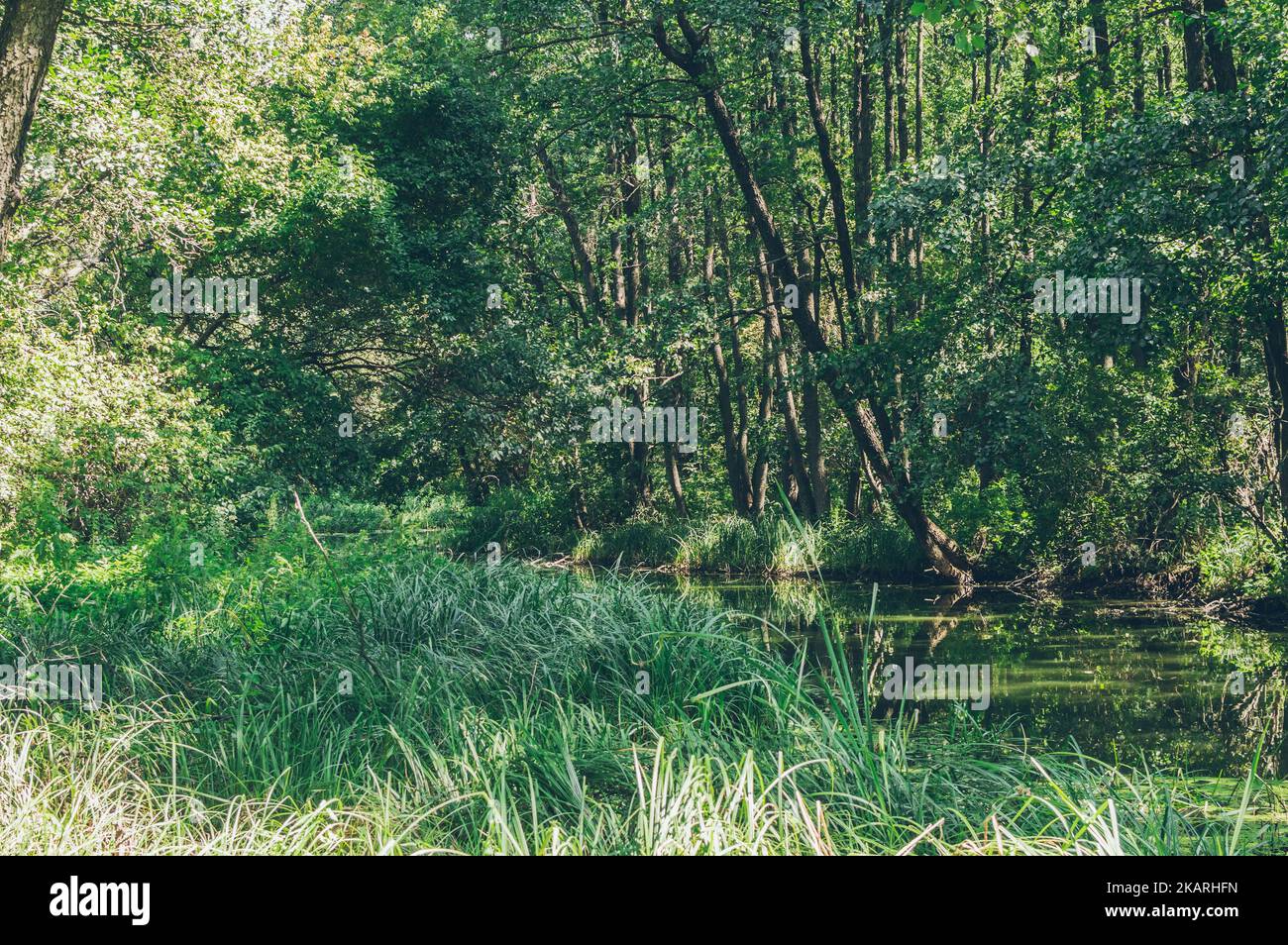 Tall green reeds hi-res stock photography and images - Alamy