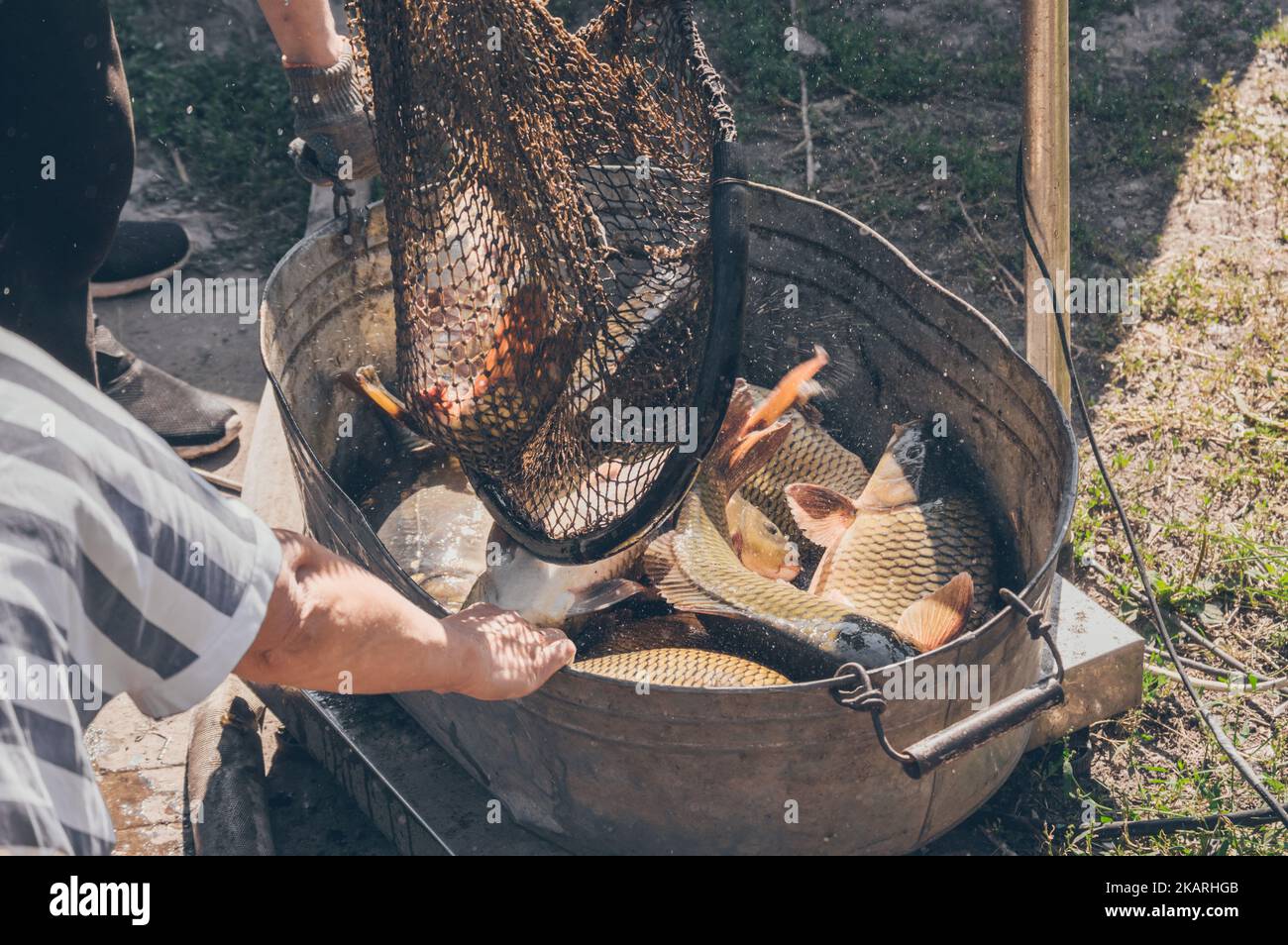 Shiny large carp fish unloaded from net jumping into iron basin Stock ...