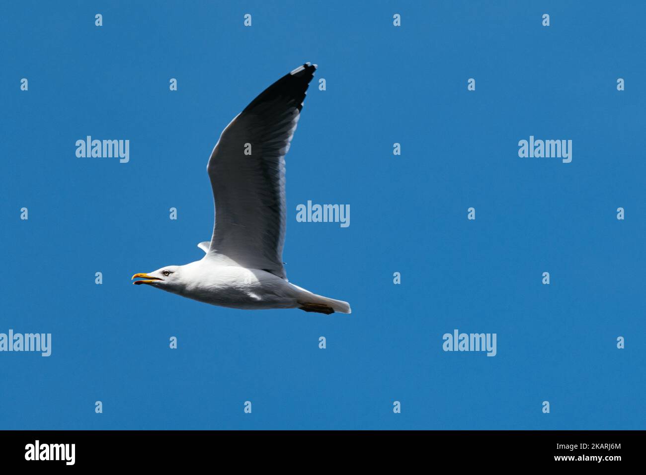 Seagull flying under a clear blue sky Stock Photo - Alamy