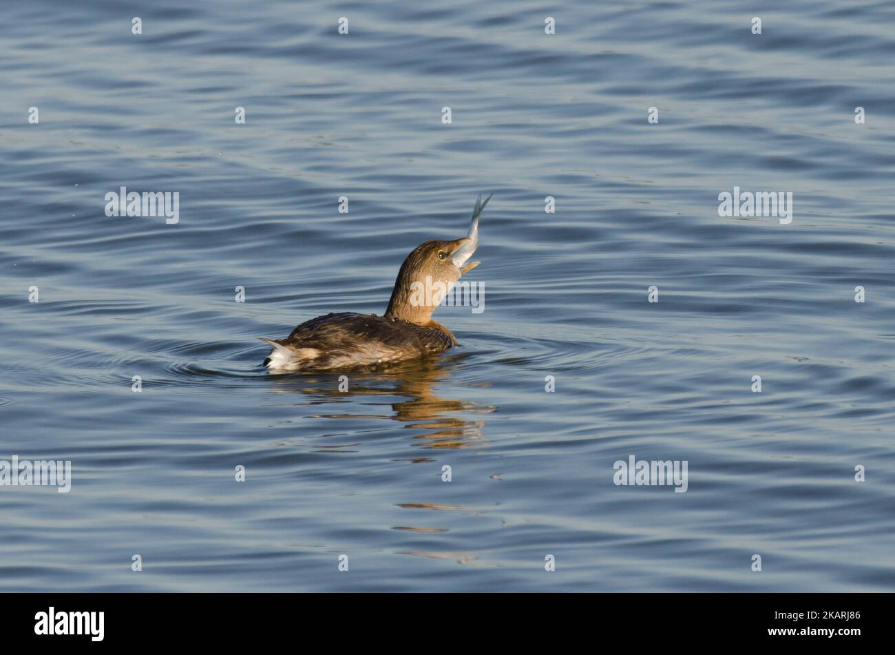 Pied-billed Grebe, Podilymbus podiceps, swallowing fish prey Stock ...