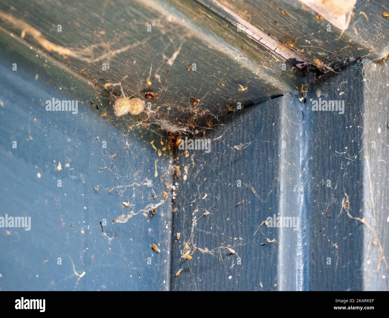 The Cobwebs and Spider Egg Sacs in the Corner of Door Jamb Stock Photo ...