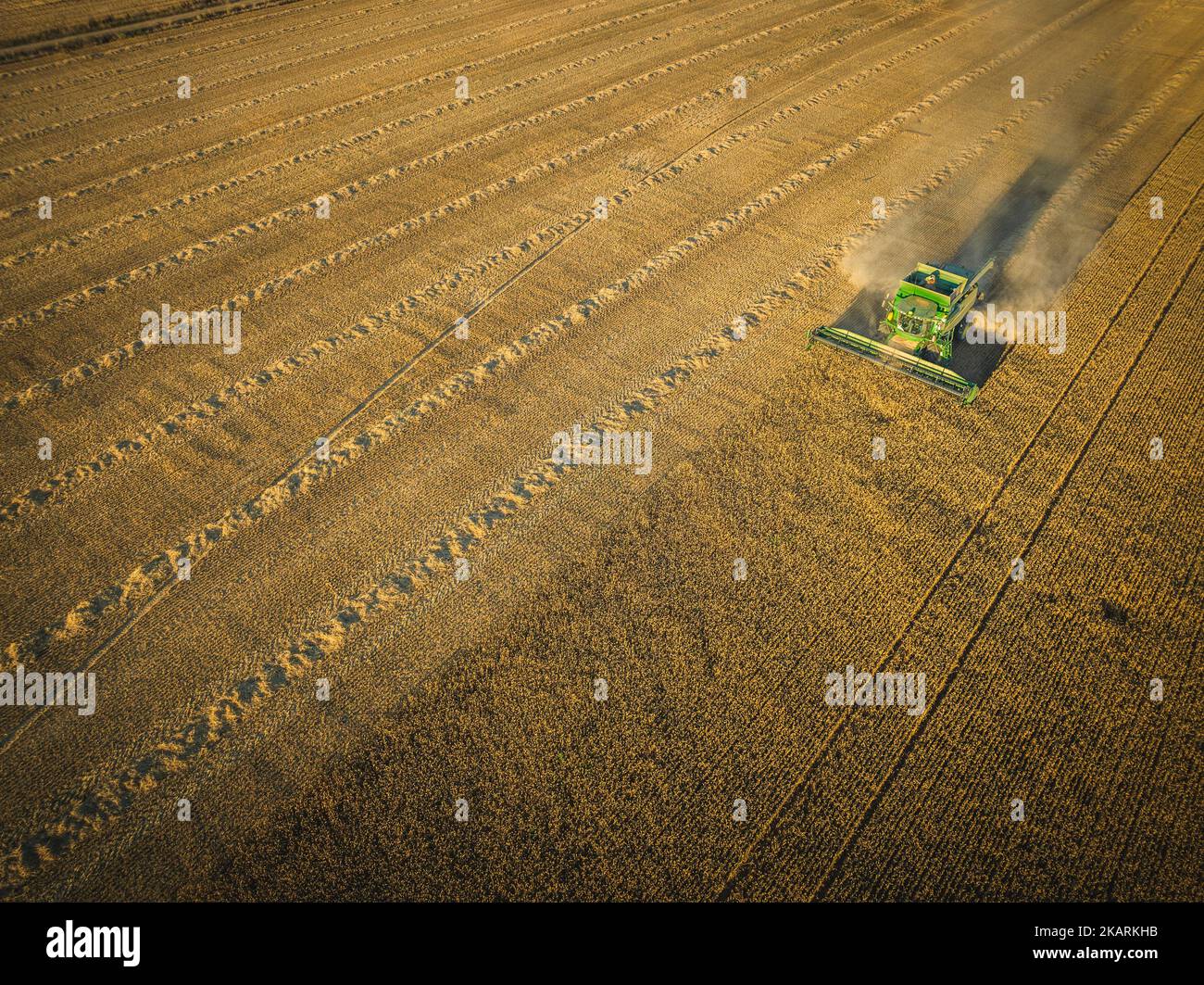combine harvester working over corn field from aerial point of view ...