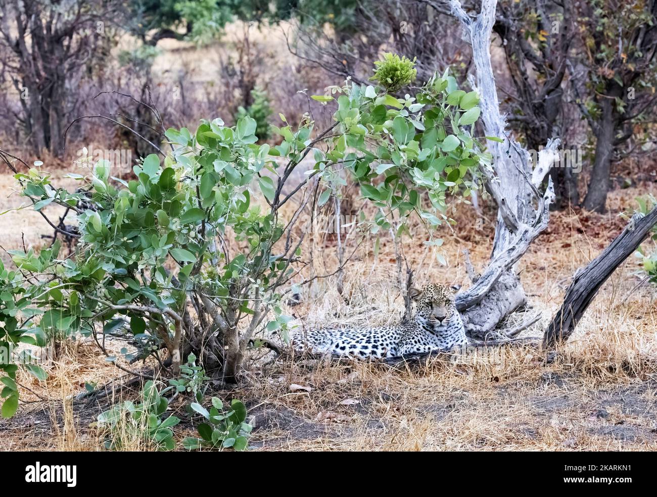 Camouflaged adult male leopard, Panthera pardus, lying in the Okavango ...