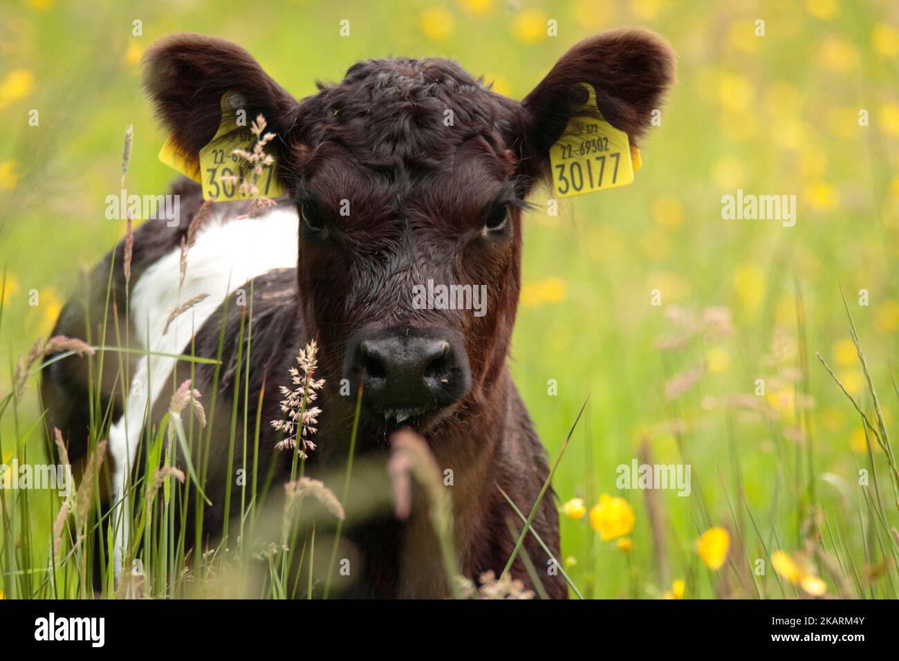 Docile breeds of cattle hi-res stock photography and images - Alamy
