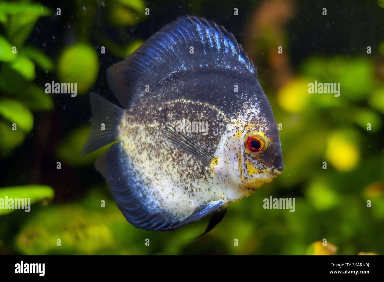 Ryba akwariowa slodkowodna tropikalna hi-res stock photography and ...