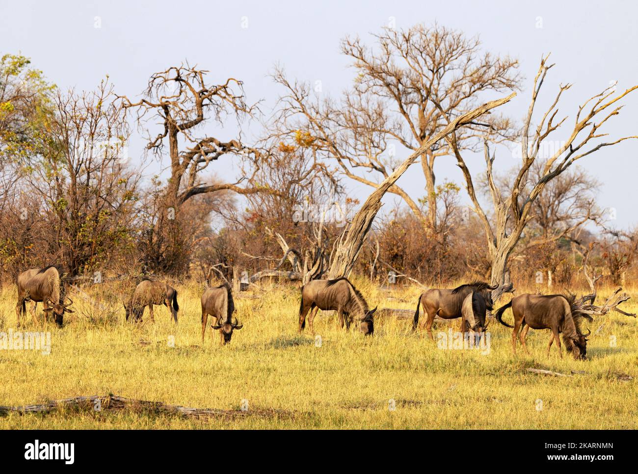 Wildebeest grazing. A herd of Blue Wildebeest, Connochaetes taurinus ...