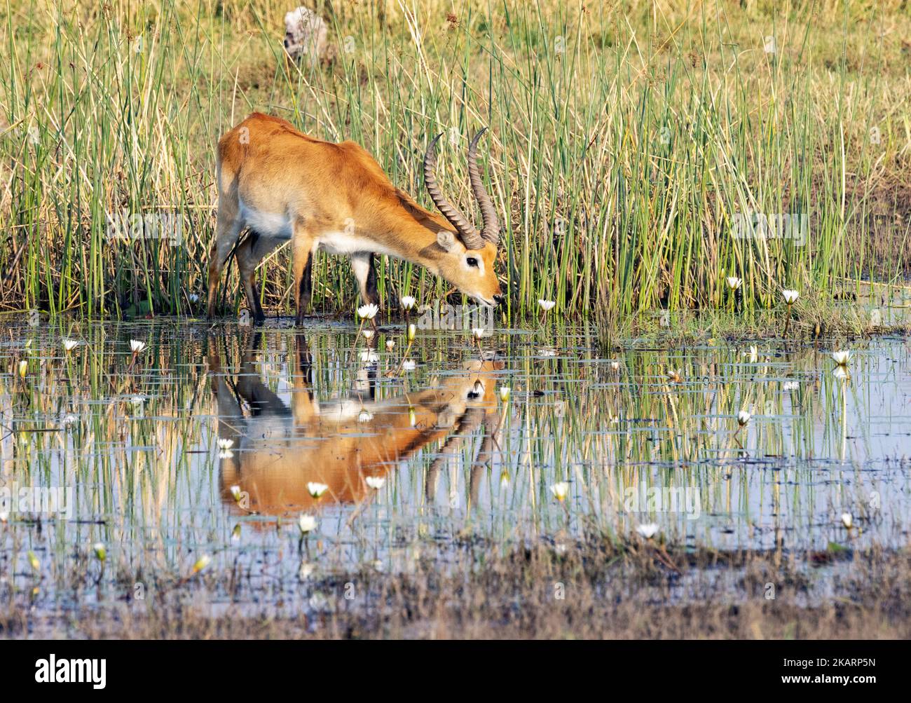 Red Lechwe antelope drinking from the Kwai River, Kobus leche, Moremi ...