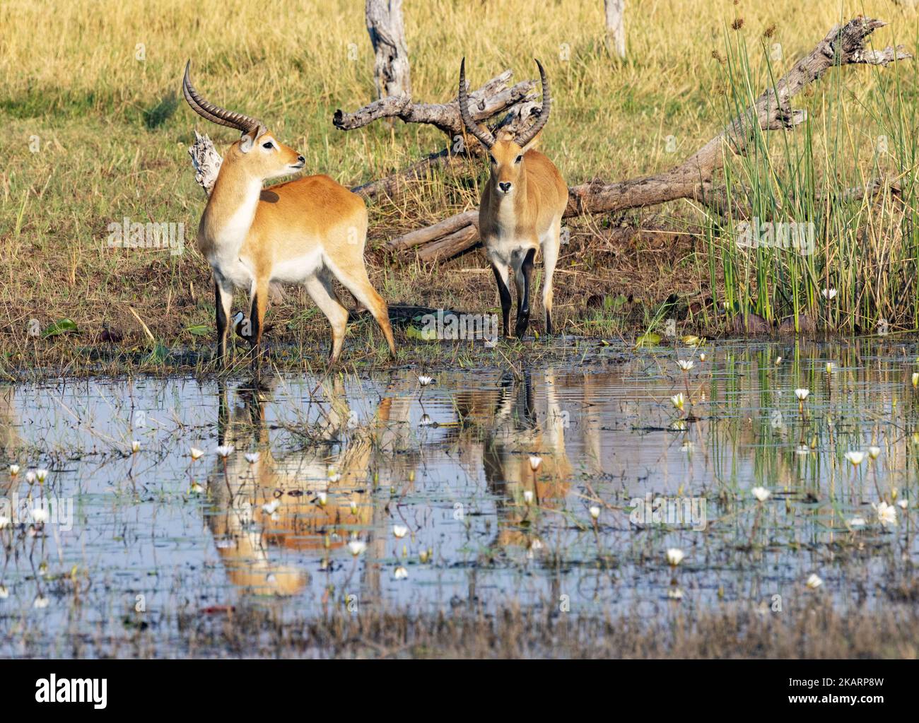 Red Lechwe antelope drinking from the Kwai River, Moremi Game reserve ...