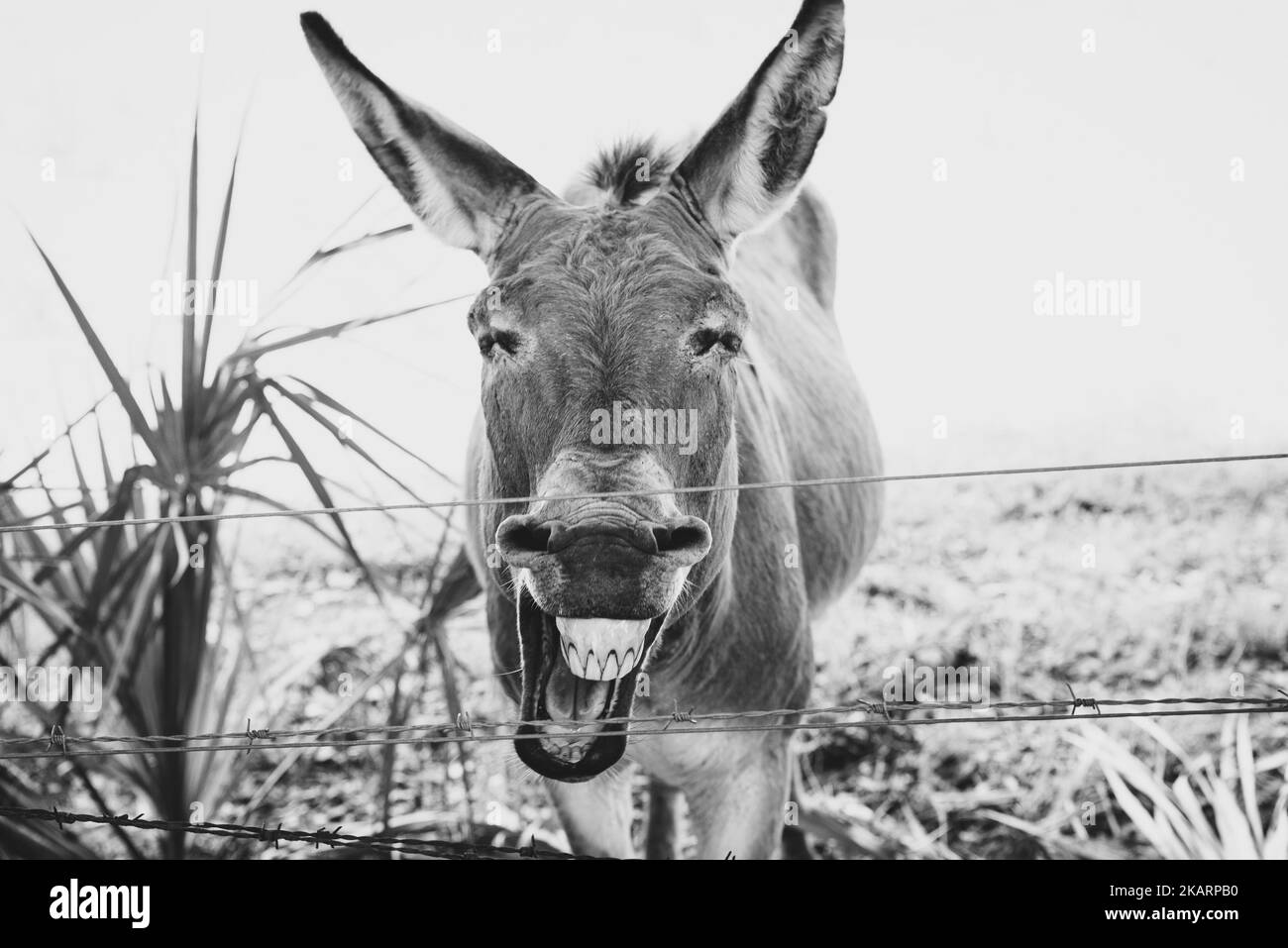 A monochrome shot of the laughing donkey Stock Photo - Alamy