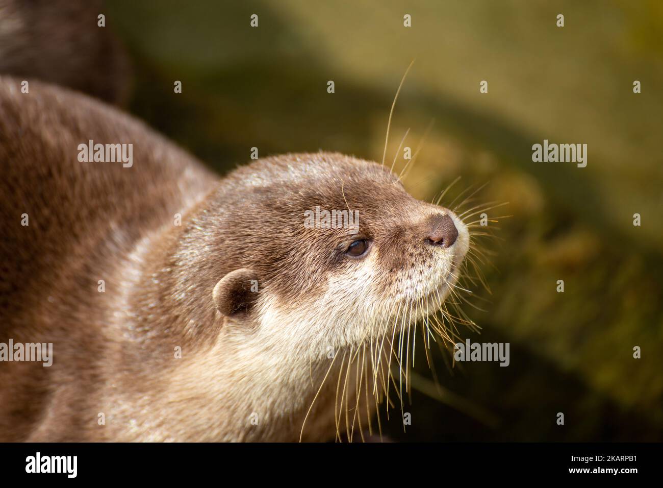 Otter lutrinae hi-res stock photography and images - Alamy
