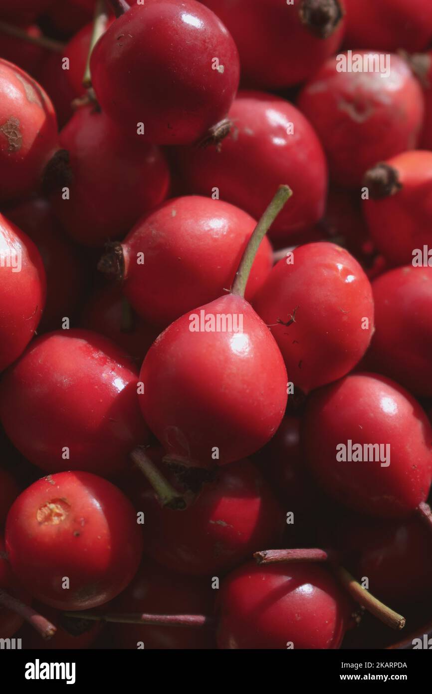 Bright red background of rose hips. Bright red background of ros Stock ...
