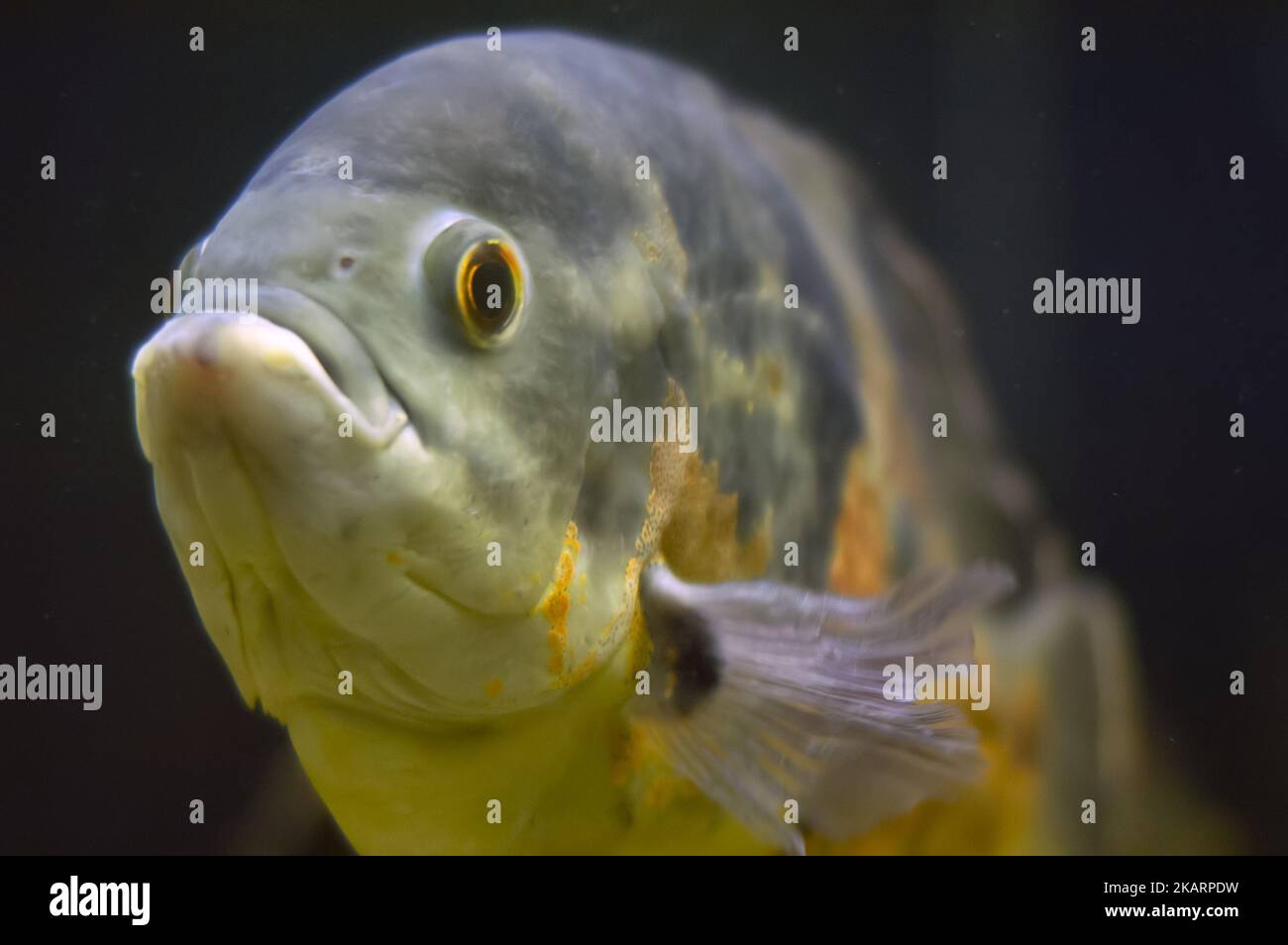 Pielęgnica pawiooka; Oscar (fish); Pfauenaugenbuntbarsch; Astronotus ...
