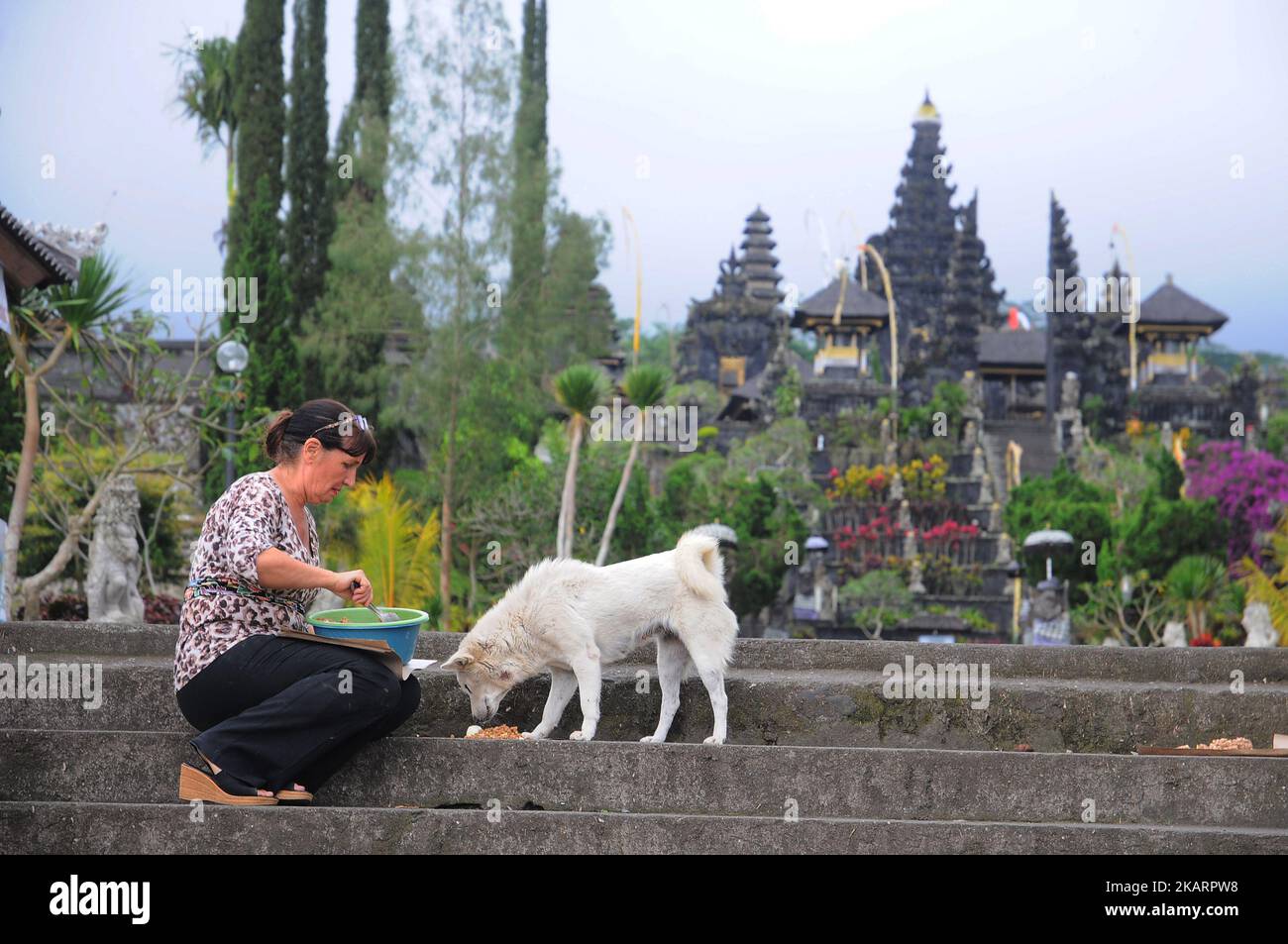 Bali Animal Welfare Association (BAWA) activist feeds the dogs left ...