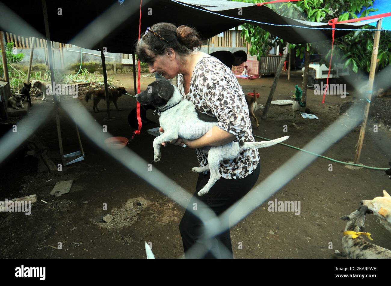 Bali Animal Welfare Association (BAWA) activist feeds the dogs left ...