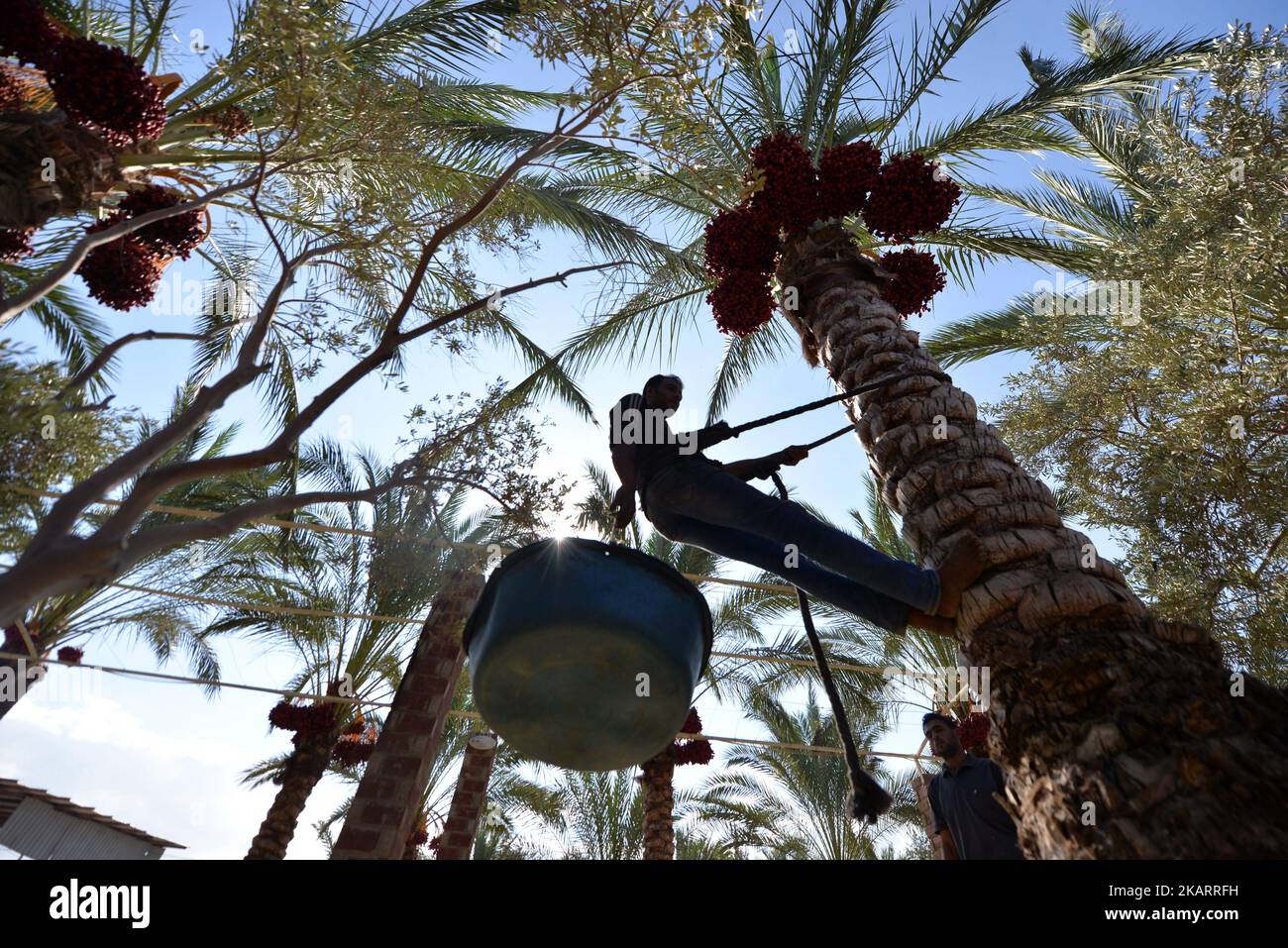 A Palestinian farmer harvests dates from a palm tree in Dair Al Balah ...