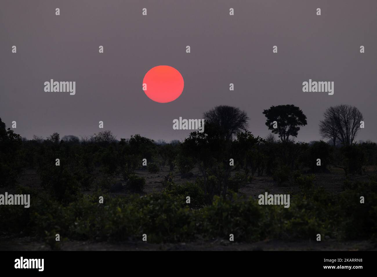 Africa sunset in a red ball above the horizon; Moremi Game reserve, Botswana Africa. Sunset ...