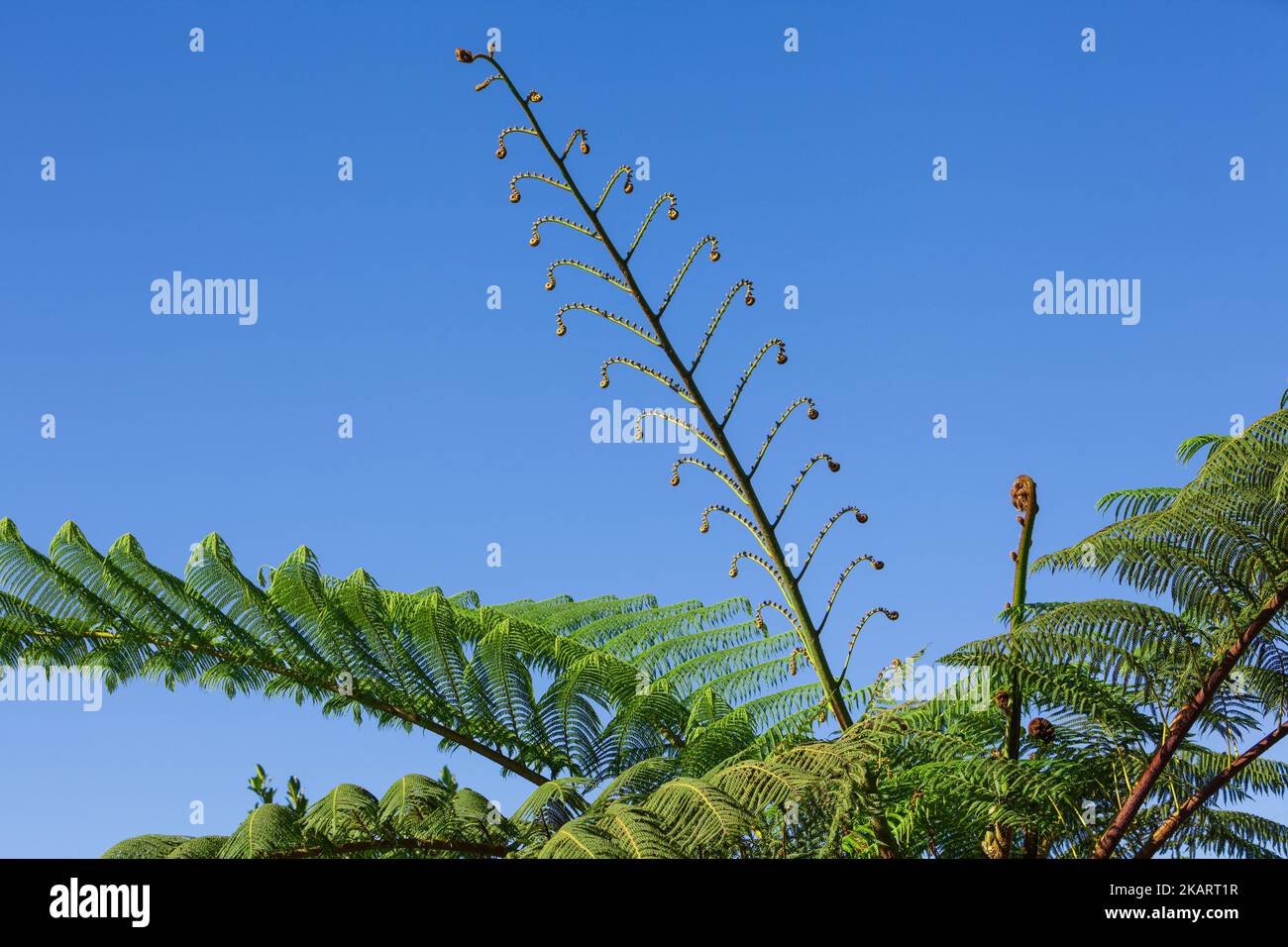 Tropical tree fern on sky background Stock Photo - Alamy