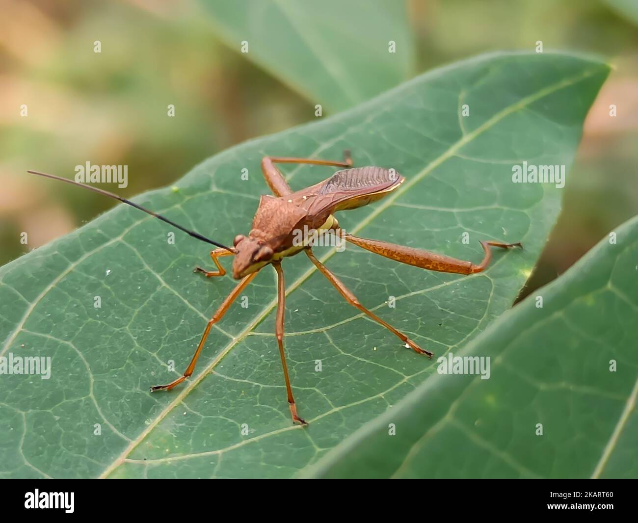 Rice ear bug hi-res stock photography and images - Alamy