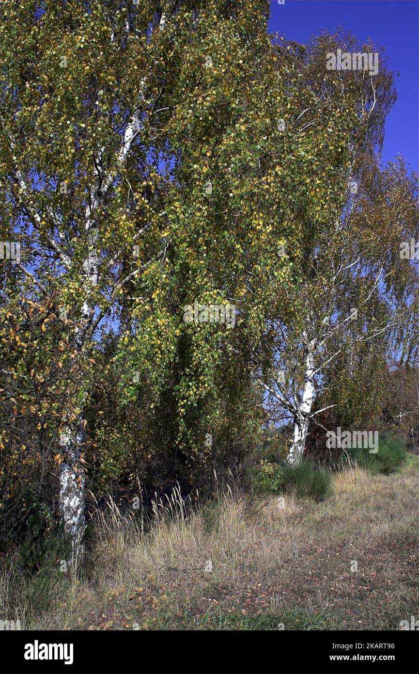 Otoño en polonia hi-res stock photography and images - Alamy