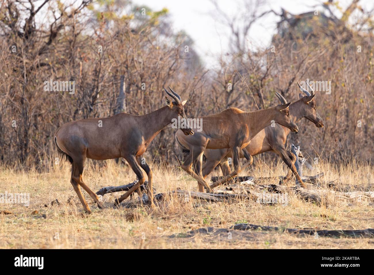 Tsessebe running hi-res stock photography and images - Alamy