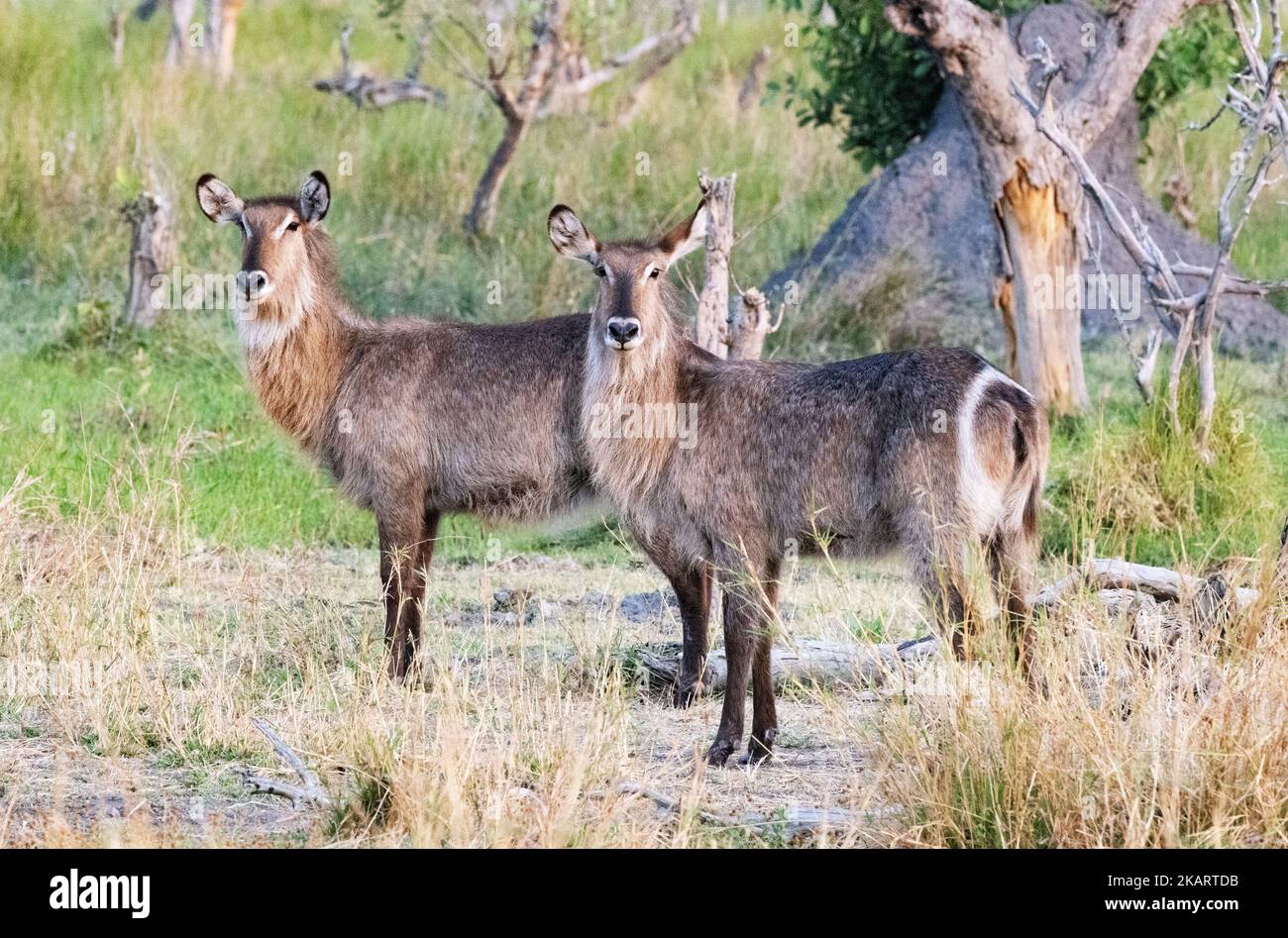 Waterbuck female; Two adult female Waterbuck, Kobus ellipsiprymnus, a ...