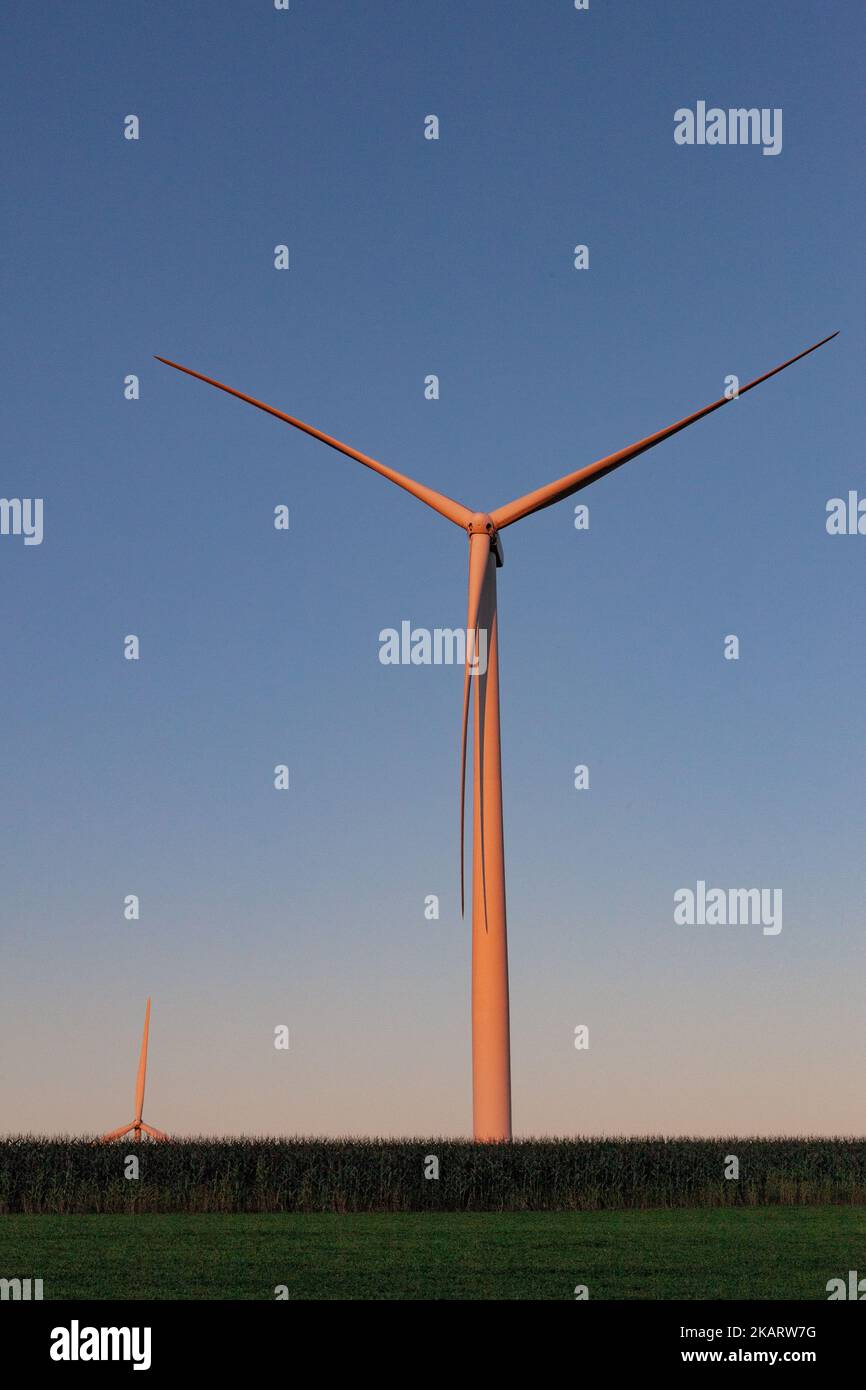 Windmills for wind energy stand above corn fields in evening light in ...