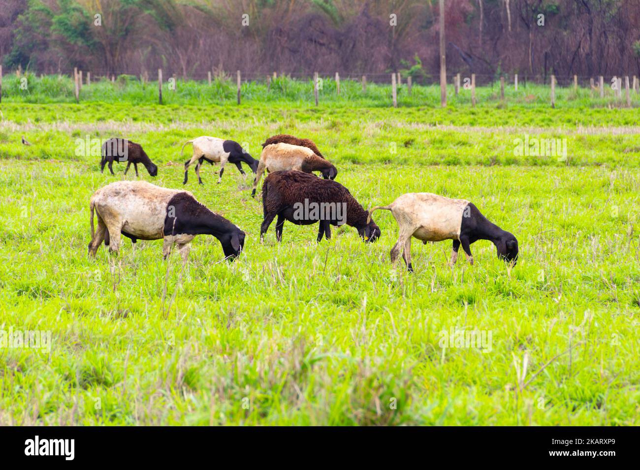 Goiânia, Goias, Brazil – October 30, 2022: A small herd of Dorper Sheep ...