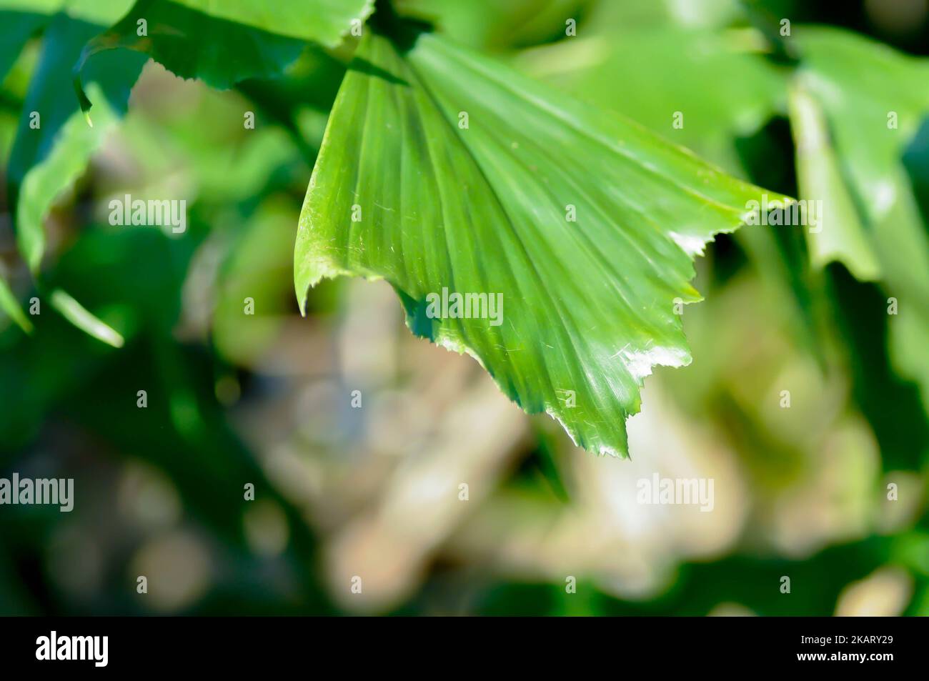 Caryota urens, Palmae or ARECACEAE or Caryota mitis Lour or Fishtail ...