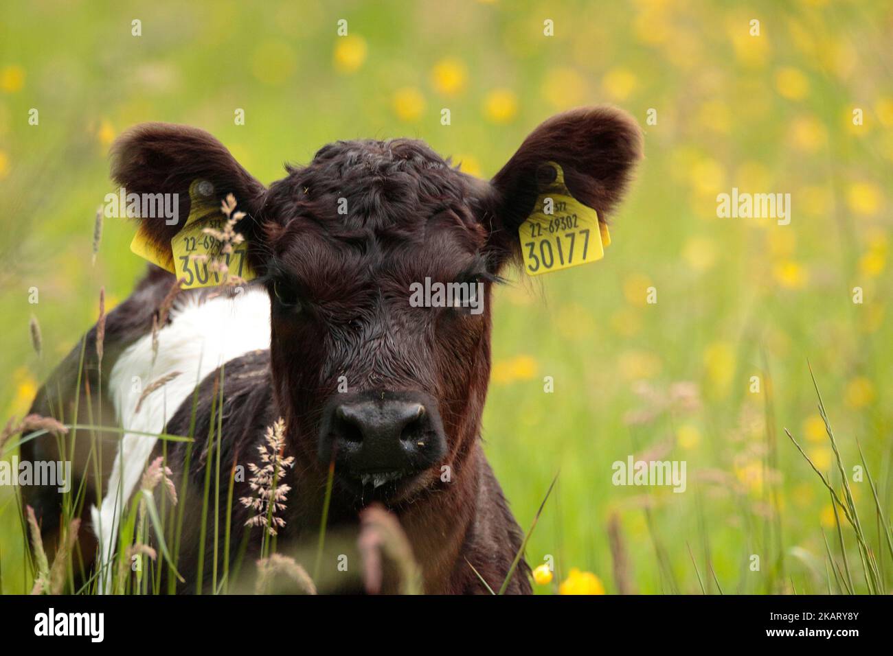 Docile breeds of cattle hi-res stock photography and images - Alamy
