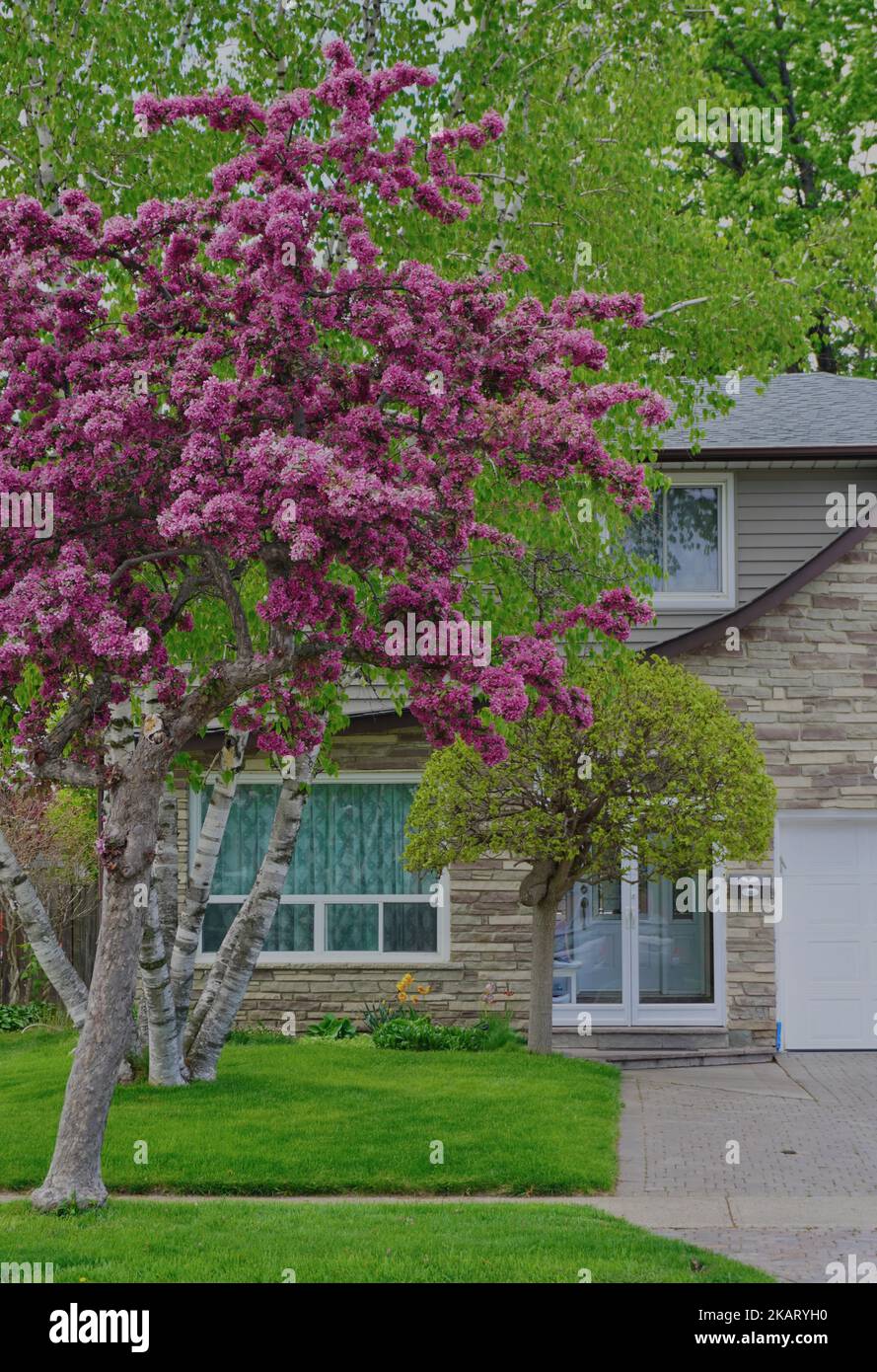 A blossom tree with plum red flowers in front of a house outdoors ...