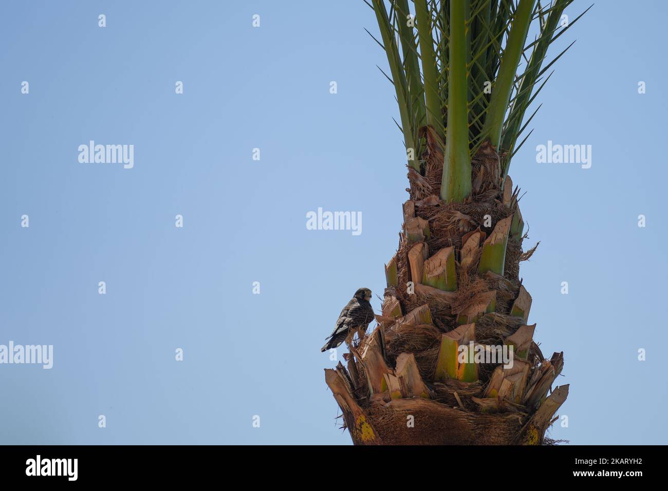 A closeup shot of a black kite on a palm tree on a blue clear sky ...