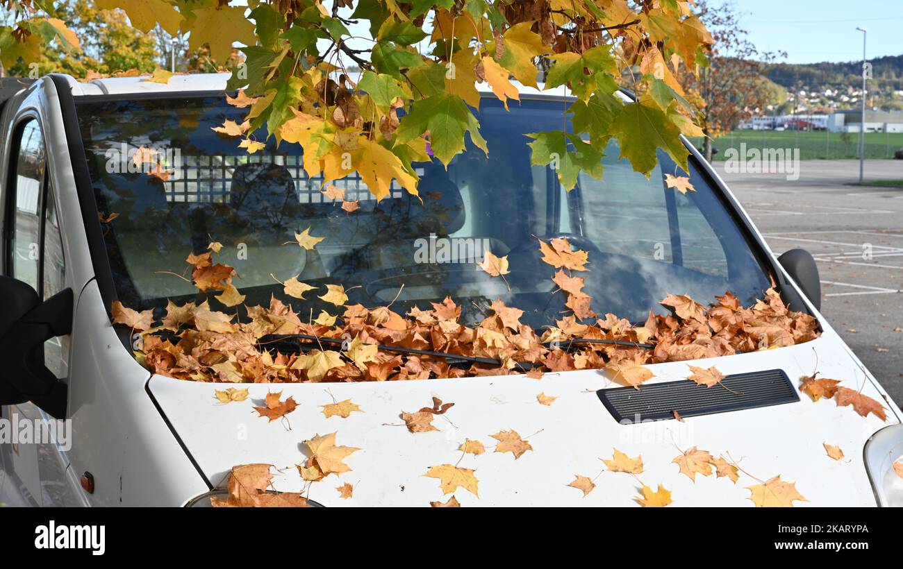Autumn golden leaves on a front window of a parked car. There is a tree ...