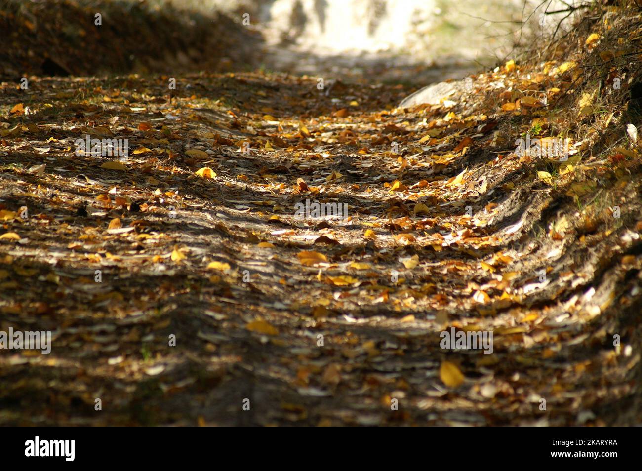 Hojas amarillas marchitas hi-res stock photography and images - Alamy