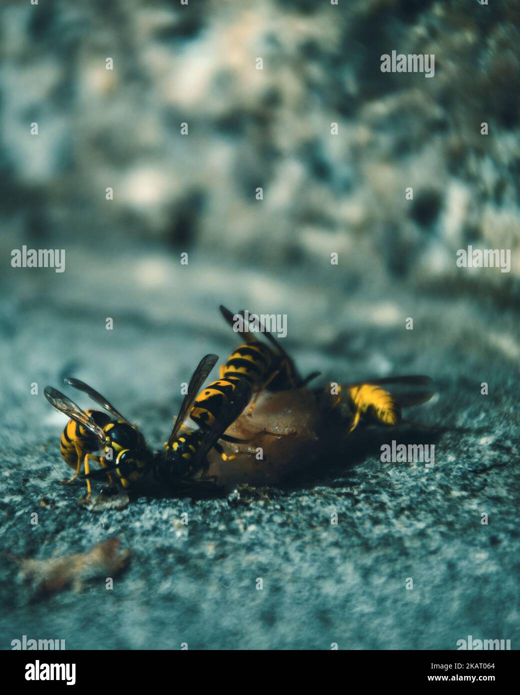 A vertical shot of bees drinking nectar from a fallen food on the ...