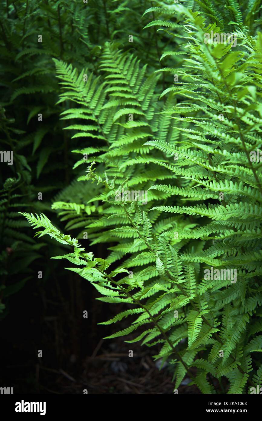 A vertical shot of green Fern plants in the garden Stock Photo - Alamy