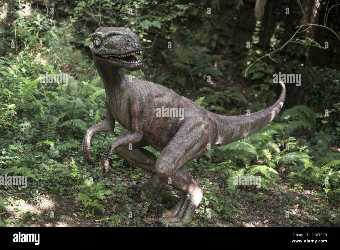 Reproduction of a velociraptor life-size in the area of the terrasauro ...