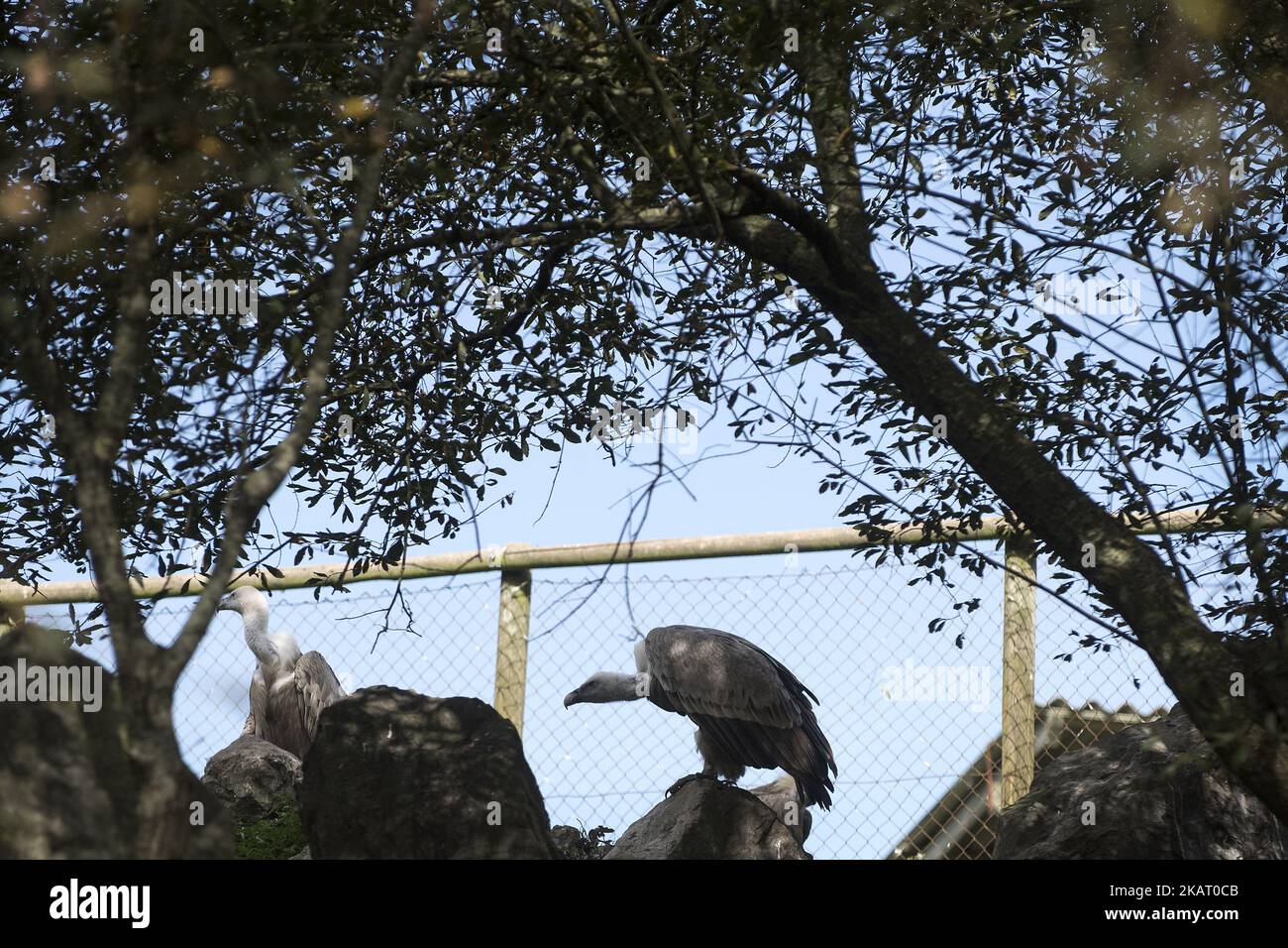 Karpin fauna hi-res stock photography and images - Alamy