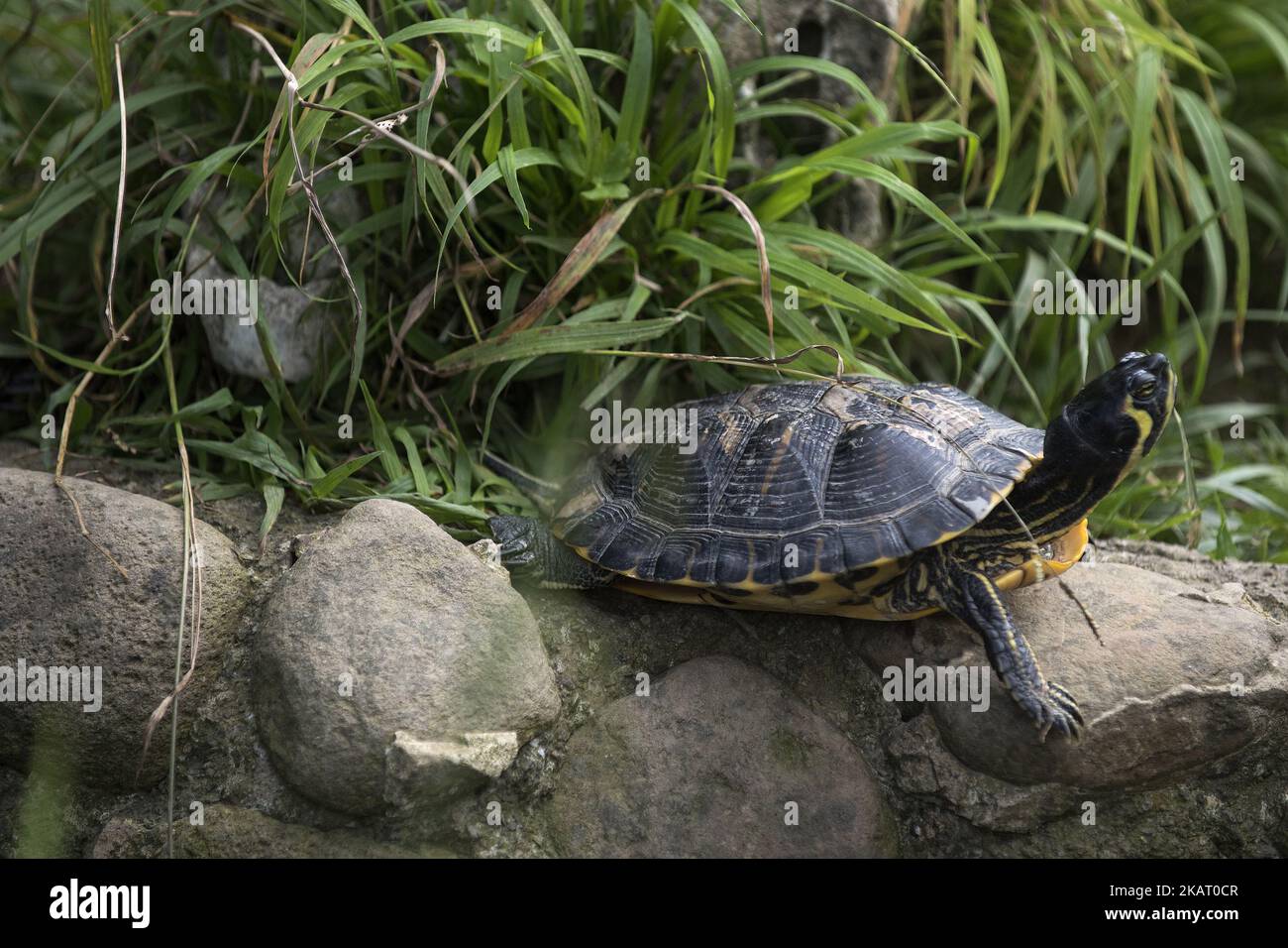 Karpin fauna hi-res stock photography and images - Alamy