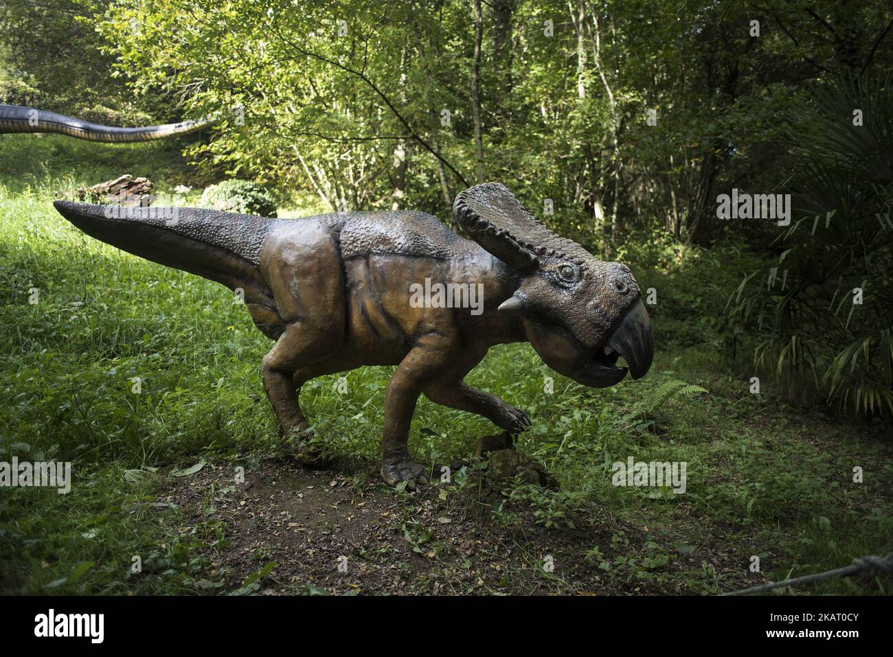 Karpin fauna hi-res stock photography and images - Alamy