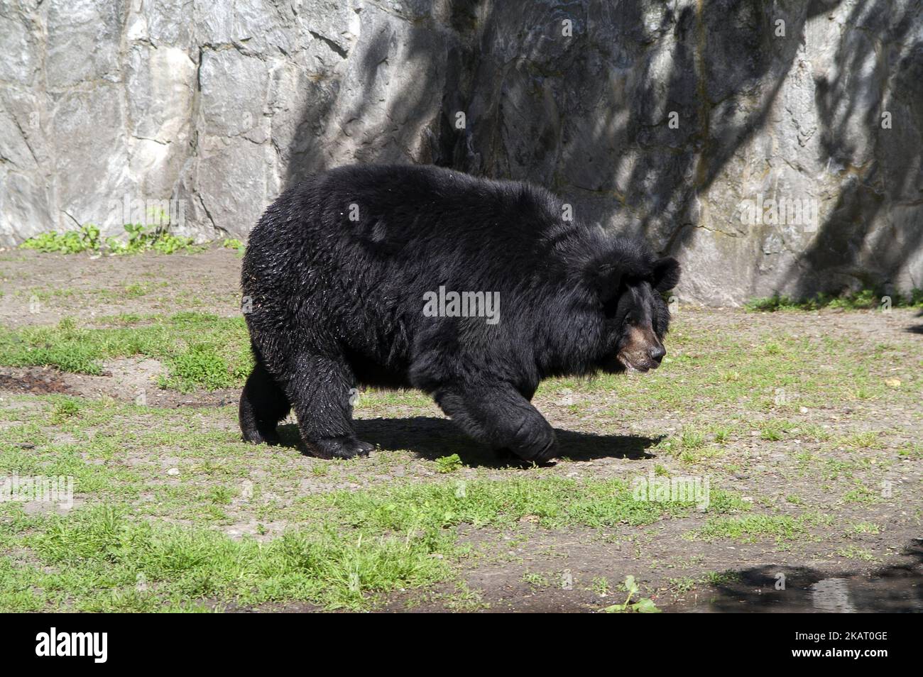 Bear on the paddock at the zoo; Oso en el paddock del zoológico; Bär ...